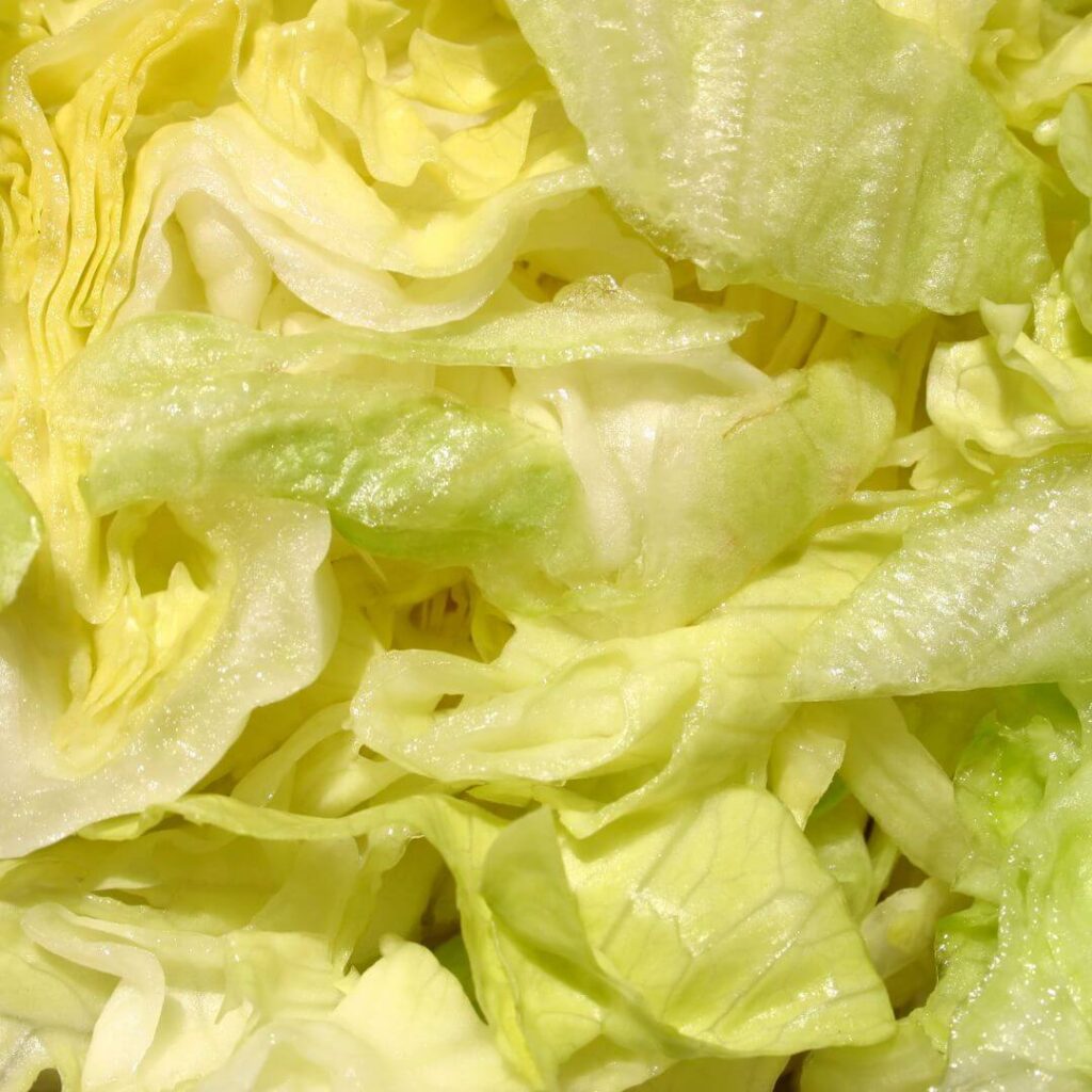 Iceberg Lettuce - Vegetable Facts | Taylor Farms