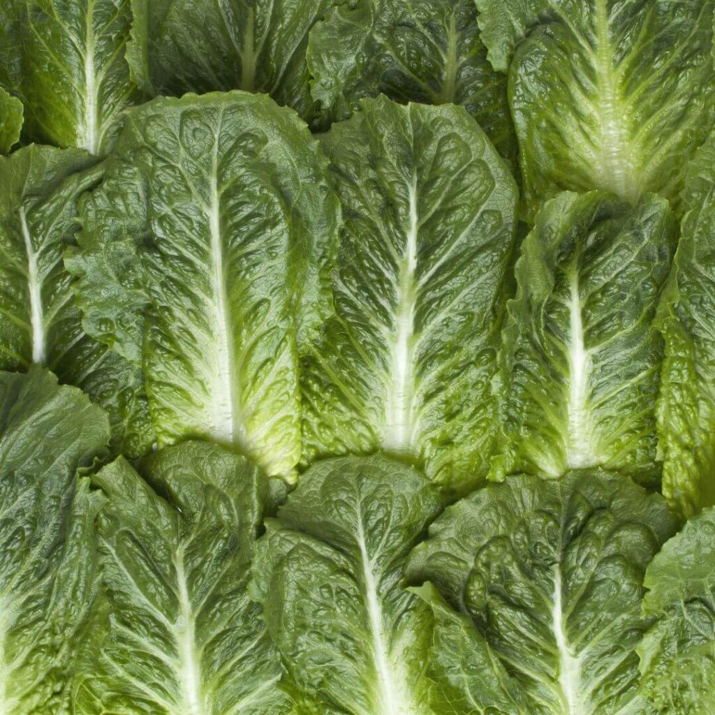 Romaine Lettuce - Vegetable Facts | Taylor Farms
